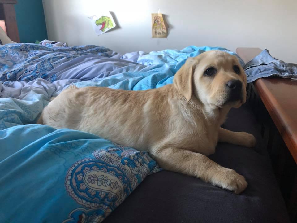 About us – CederSands Labradors